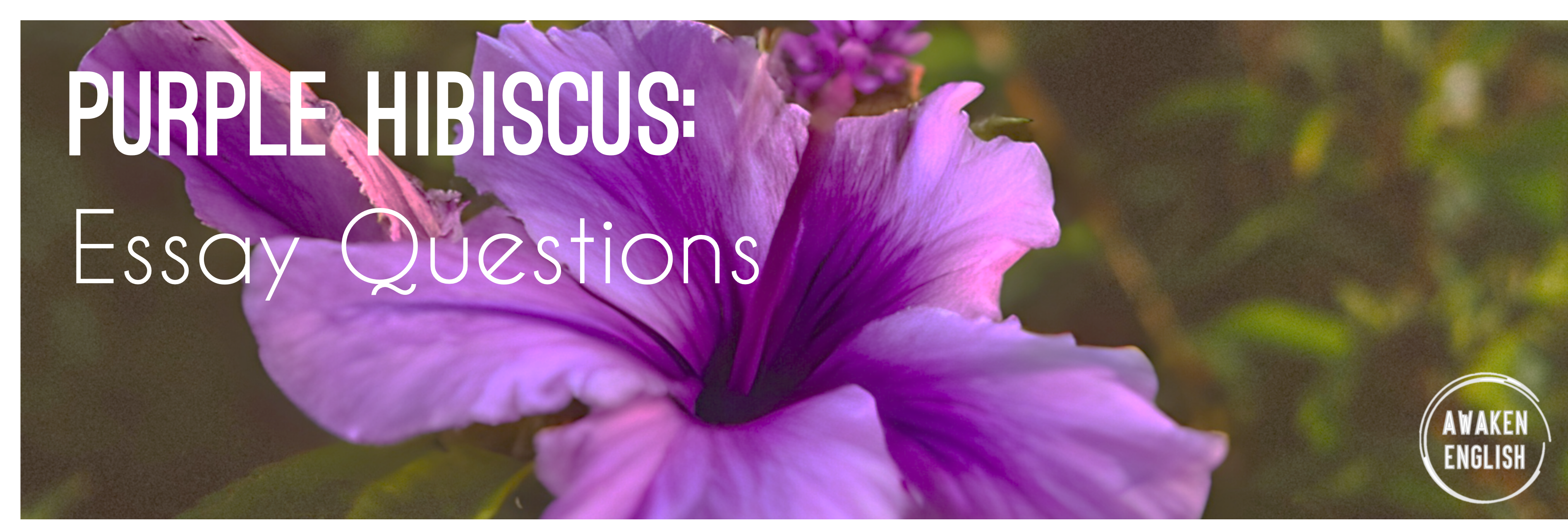Purple Hibiscus: Essay Questions – Awaken English